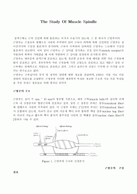 [의학] 근방추[muscle spindle]에 대한 고찰-1페이지