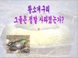 황소개구리, 그들은 정말 사라졌는가?.ppt-1페이지