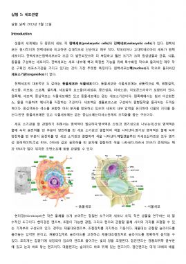 세포 관찰 레포트-1페이지