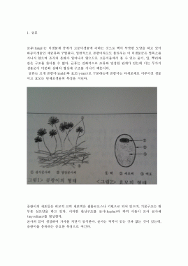 생물실험 곰팡이 관찰-1페이지