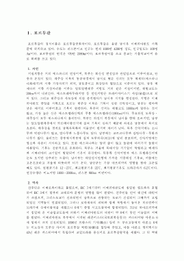 포르투갈-1페이지