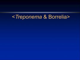 (A+ 팀발표, 조발표) Treponema에 관한 모든 것! 「Treponema & Borrelia」 - 매독.ppt-1페이지