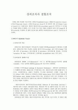 [해부학] 상피조직(Epithelial Tissue)과 결합조직(Connective Tissue)-1페이지