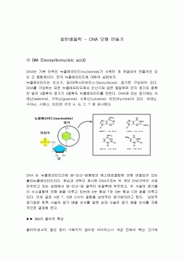 [일반생물학] DNA 모형 만들기-1페이지