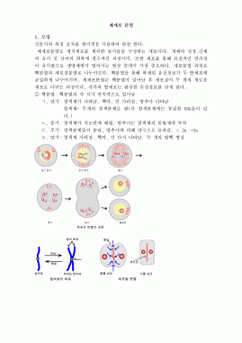 [생물학 실험] 체세포 분열-1페이지