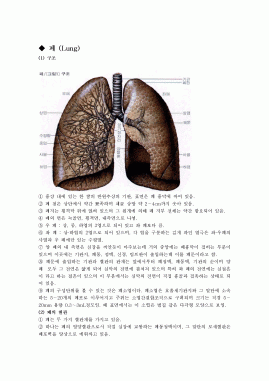 [폐 해부생리][폐 구조기능 정리]호흡기계 생리,문헌고찰-1페이지