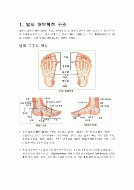 발의 구조-1페이지