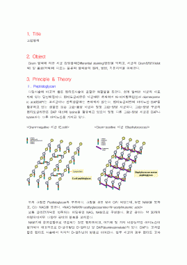 그람염색(Gram`s stain) 결과 레포트(예비내용 포함) 입니다.-1페이지