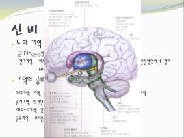 중추신경계, 체성신경계, 자율 신경계에 대한 이해 (신비 파헤치기 : 뇌, 중추신경계: 척수, 체성신경계, 자율신경계, 신비 파헤치기 : 초능력자).PPT자료-1페이지