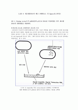 LAB 04 : 재조합DNA의 제조 (제한효소 및 ligase효소반응)-1페이지