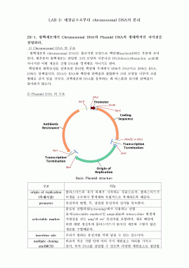 LAB 02: 대장균으로부터 chromosomal DNA의 분리-1페이지