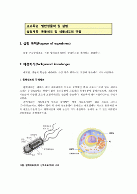 [일반생물학 및 실험] 동물세포 및 식물세포의 관찰 : 동물 구강상피세포, 식물 양파표피세포의 슬라이드를 제작하고 관찰한다.-1페이지