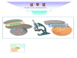 생명과학 - 삼투압 관찰(osmotic pressure)-1페이지