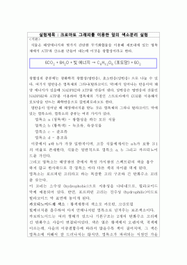 생물학 실험 - 크로마토 그래피를 이용한 잎의 색소분리 실험-1페이지