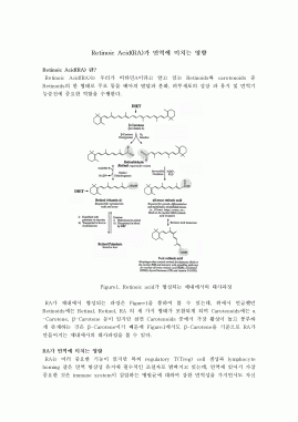 [의학] 레티노산 Retinoic Acid(RA)가 면역에 미치는 영향-1페이지