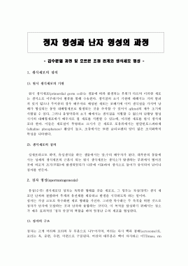 [발생생물학] 정자 형성과 난자 형성의 과정 - 감수분열 과정 및 호르몬 조절 관계와 생식세포 형성-1페이지