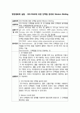 [영양생화학 실험] SDS-PAGE에 의한 단백질 분리와 Western Blotting(웨스턴 블로팅 ; 단백질흡입)-1페이지