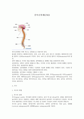 [의학] 신경계 - 중추신경계(CNS)의 총정리 {척수, 뇌간, 소뇌, 전뇌(간뇌.대뇌반구), 전도로, 말초신경계, 척추신경, 뇌신경, 자율신경계}-1페이지