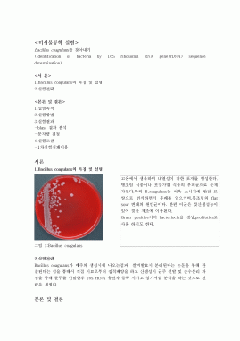 [미생물공학 실험] 균주탐색 실험 : Bacillus coagulans를 찾아내기-1페이지