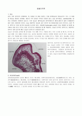 [동물조직학] 소화기 계통 조직 조사 - 입술, 이(치아)(Teeth) , 식도(Esophagus), 위(Stomach), 십이지장, 췌장(Pancreas), 간(肝, Liver)-1페이지