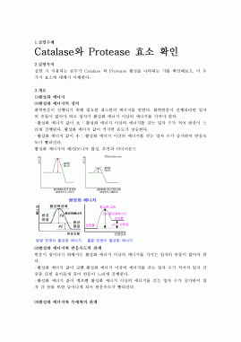 06.catalase와 protease 효소 확인 : 실험 시 이용되는 균주가 Catalase 와 Protease 활성을 나타내는 가를 확인해보고, 이 두 가지 효소에 대해서 이해한다.-1페이지