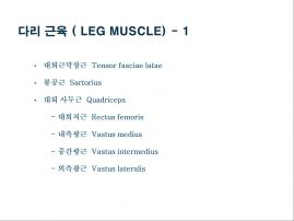 04. 다리 근육 (Leg muscle) - 1 의 기시, 정지 , 작용 , TP사진, 기능적 단위 등.pptx-1페이지