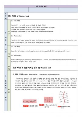 영양생화학실험A+) SDS-PAGE 및 western blot-1페이지