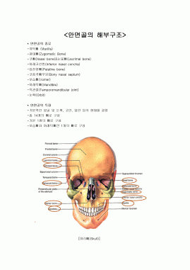 서울대병원 현 외과&성형외과병동 간호매뉴얼(메뉴얼)입니다 [간호학,간호사,매뉴얼,외과,서울대]-1페이지