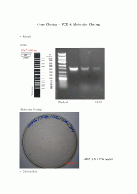 [레포트paper] 생물학 실험-PCR&molecular cloning-1페이지