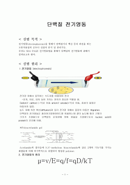 단백질 전기영동 (예비보고서)-1페이지