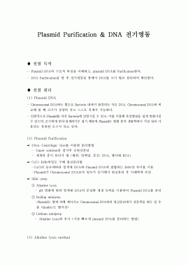 Plasmid Purification & DNA 전기영동 (예비보고서)-1페이지