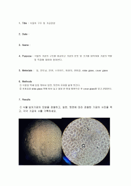 실험보고서 - 식물의 구조 및 기공관찰-1페이지