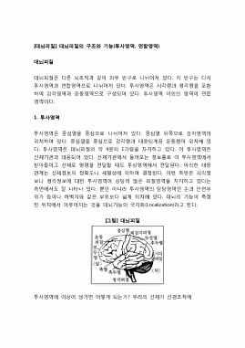 [대뇌피질] 대뇌피질의 구조와 기능(투사영역, 연합영역)-1페이지