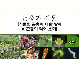 곤충과 식물(식물의 곤충에 대한 방어& 곤충의 먹이 소화)-1페이지