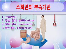 [간호학과] 소화기계 부속기관 발표자료-1페이지