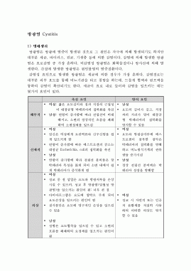 [성인간호] 방광염 cystitis_병태생리 및 간호중재-1페이지