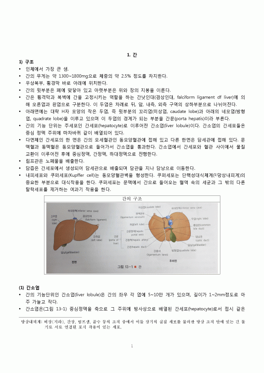 간 소엽 구조