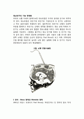 대뇌반구의 기능 편재화-1페이지