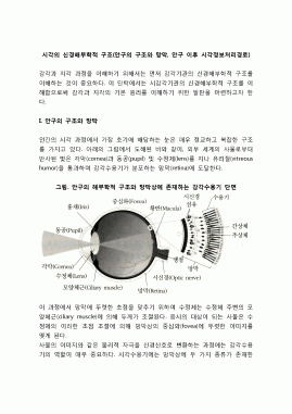 시각의 신경해부학적 구조(안구의 구조와 망막, 안구 이후 시각정보처리경로)-1페이지