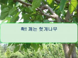 확 깨는 헛개나무 [재배법 특성 마케팅]-1페이지