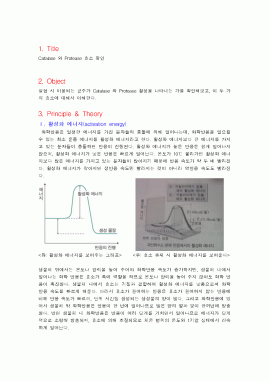 Catalase 와 Protease 효소 확인-1페이지