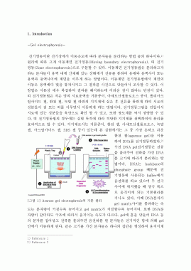 전기영동, 형질전환 실험레포트-1페이지