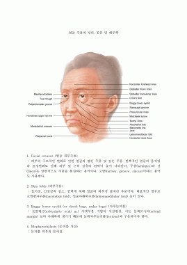 얼굴주름의정의종류해부학-1페이지