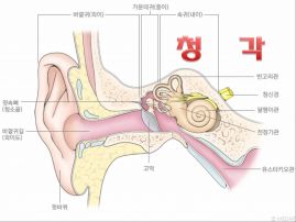 청각,청각의중요성,청각의정의와귀,소리,음악-1페이지