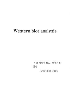 [만점레포트] western blot의 과정과 결과분석법-1페이지