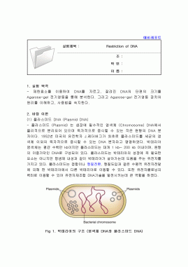 제한효소를 이용한 Restriction of DNA_예비레포트-1페이지