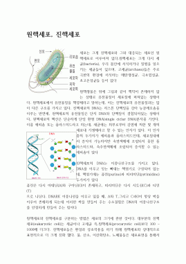 원핵세포와 진핵세포, 바이러스-1페이지