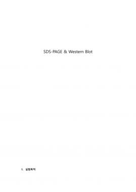 SDS-PAGE & Western Blot 결과 레포트-1페이지