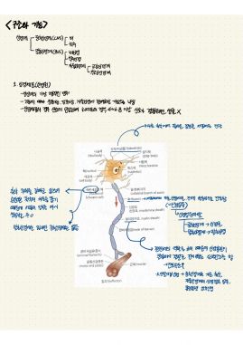 성인간호3신경계 구조와 기능-1페이지