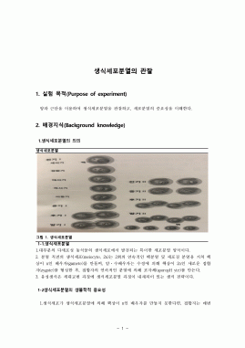 생식세포분열의 관찰 보고서-1페이지